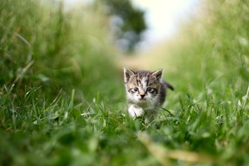 Earmites and Your Pet - Southwest Veterinary Services, S.C.