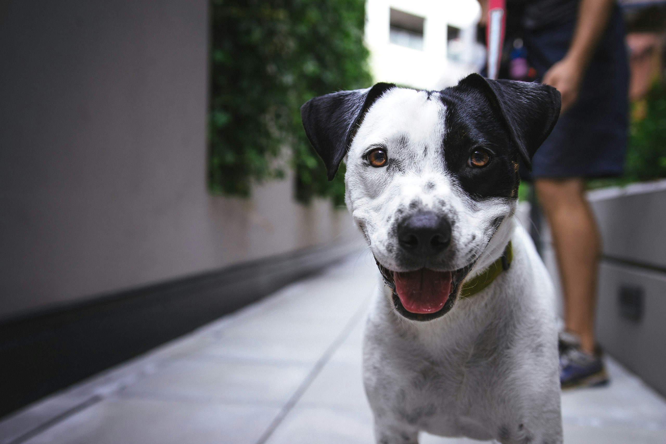 Heartworm and Tick Disease Screening - Southwest Veterinary Services, S.C.